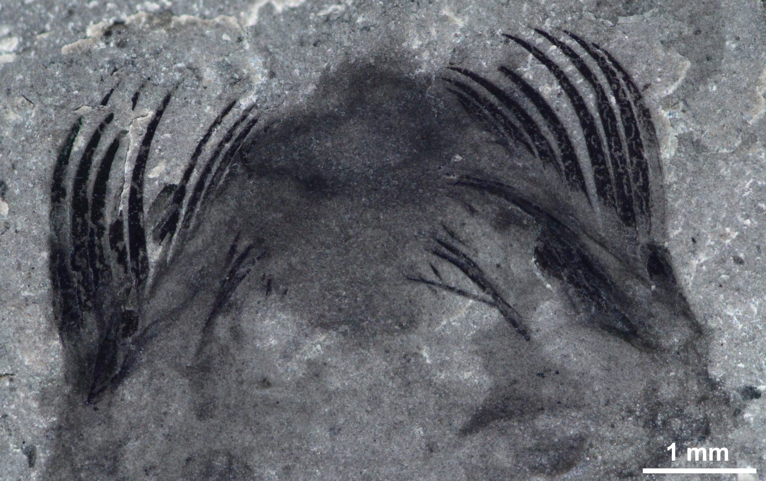 Ancient spine-headed marine worm fossil identified in Burgess Shale ...