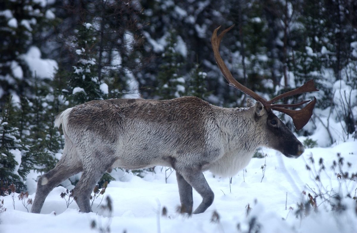 Labrador caribou herd on the brink of extirpation | Canadian Geographic