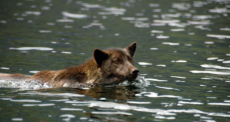 The amazing sea wolves of the Great Bear Rainforest | Canadian Geographic