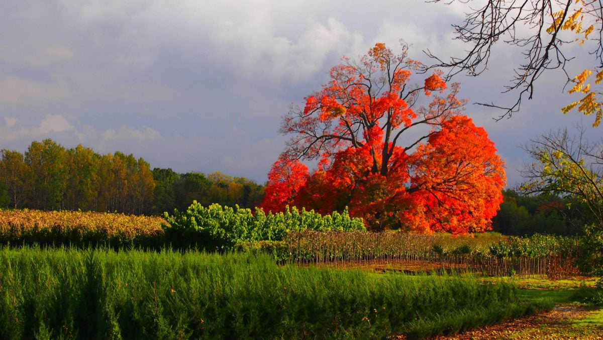 Canada Nature Trees