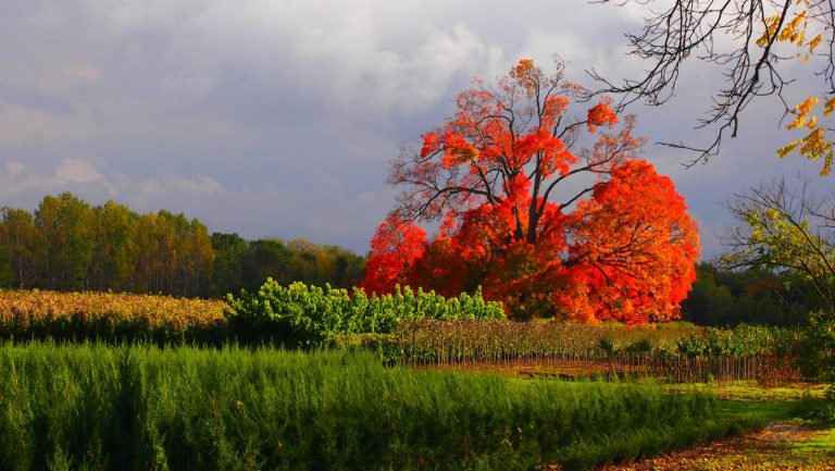 Seven iconic Canadian trees | Canadian Geographic