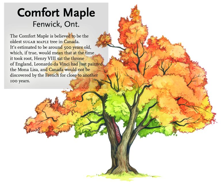 Seven iconic Canadian trees | Canadian Geographic