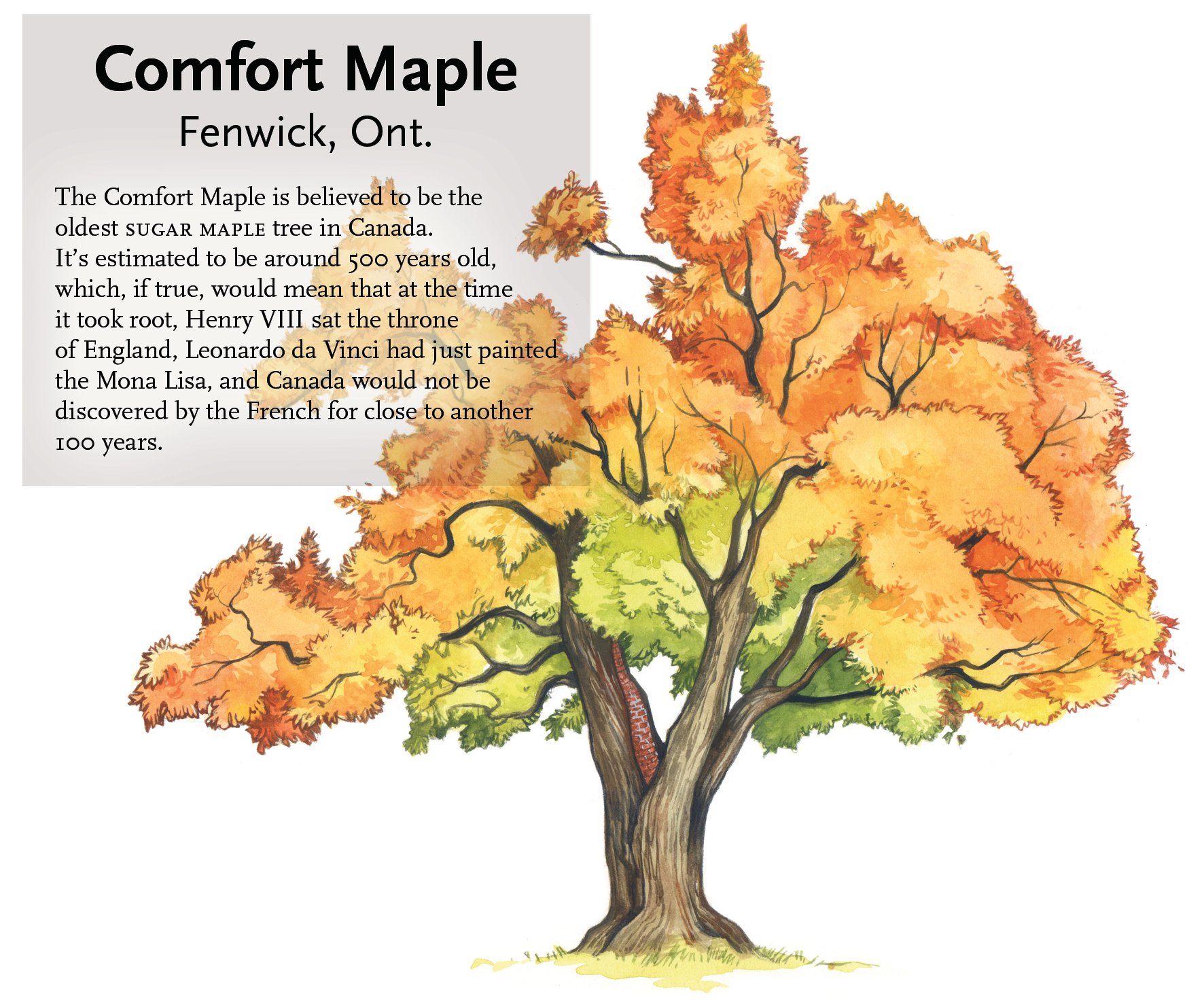 Seven iconic Canadian trees | Canadian Geographic