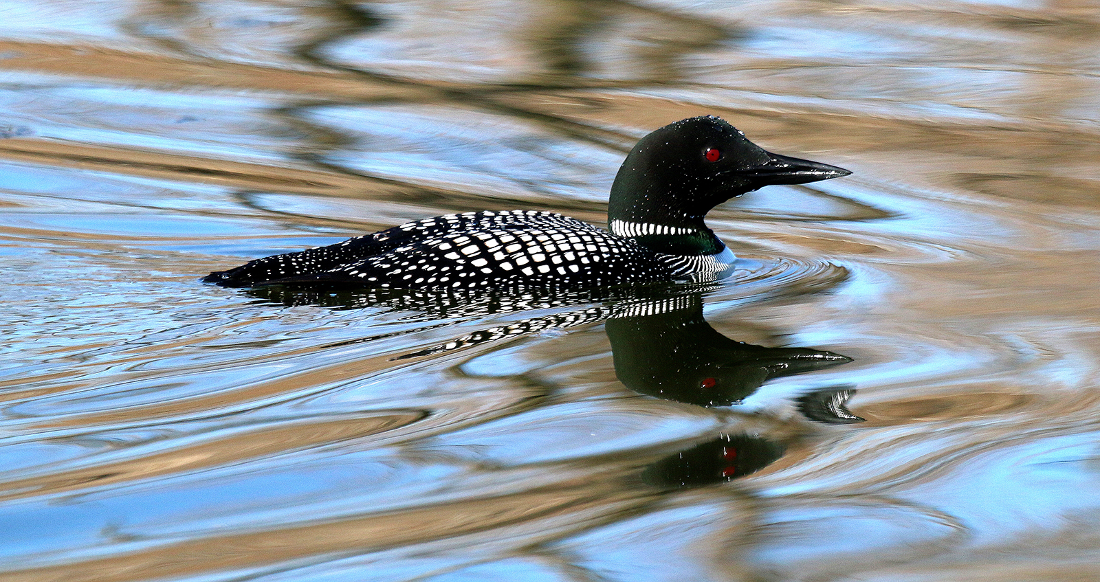 10 birds to look for in Canada this summer | Canadian Geographic