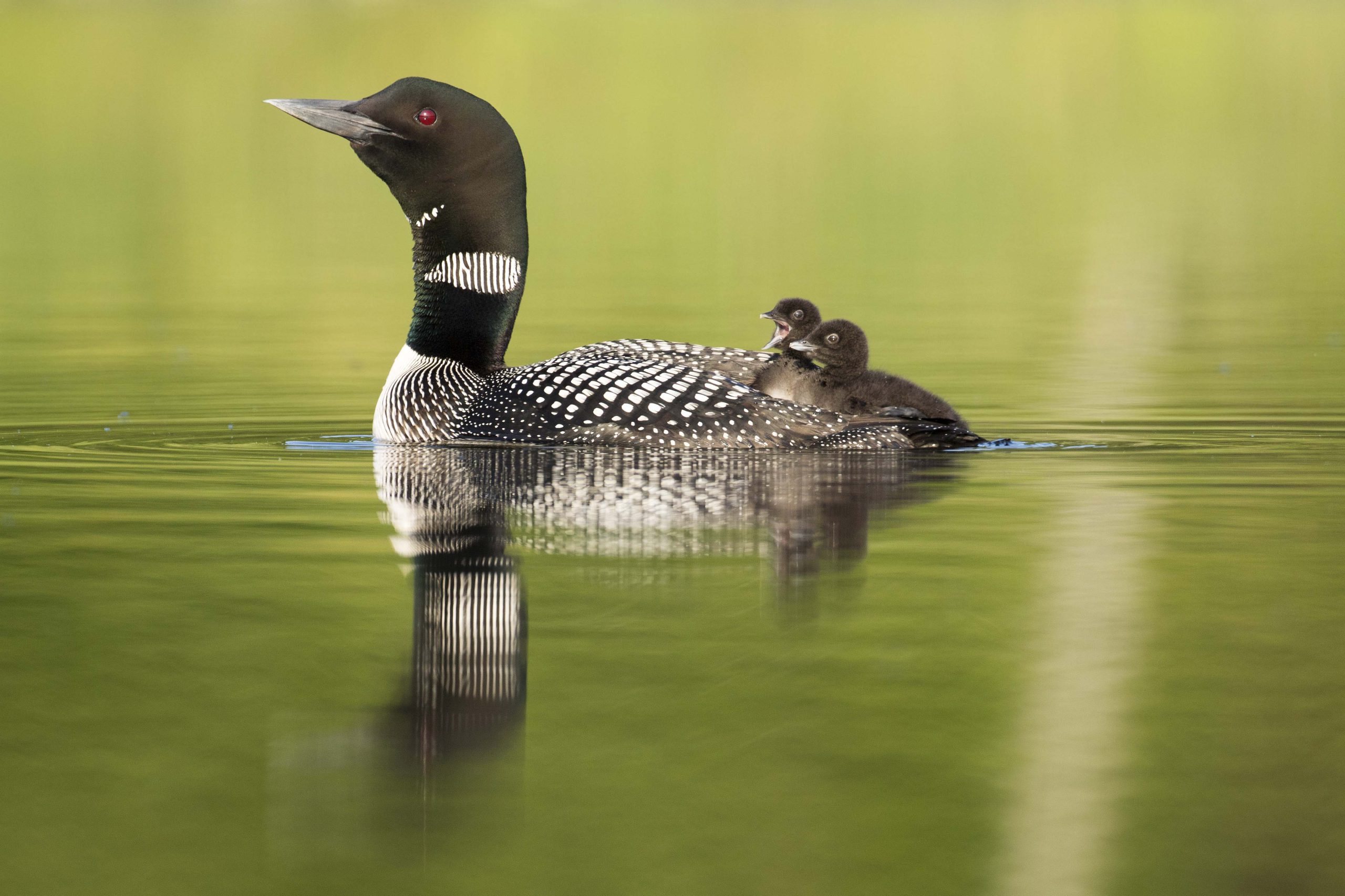 Wildlife Wednesday: Is the iconic loon in trouble? | Canadian Geographic
