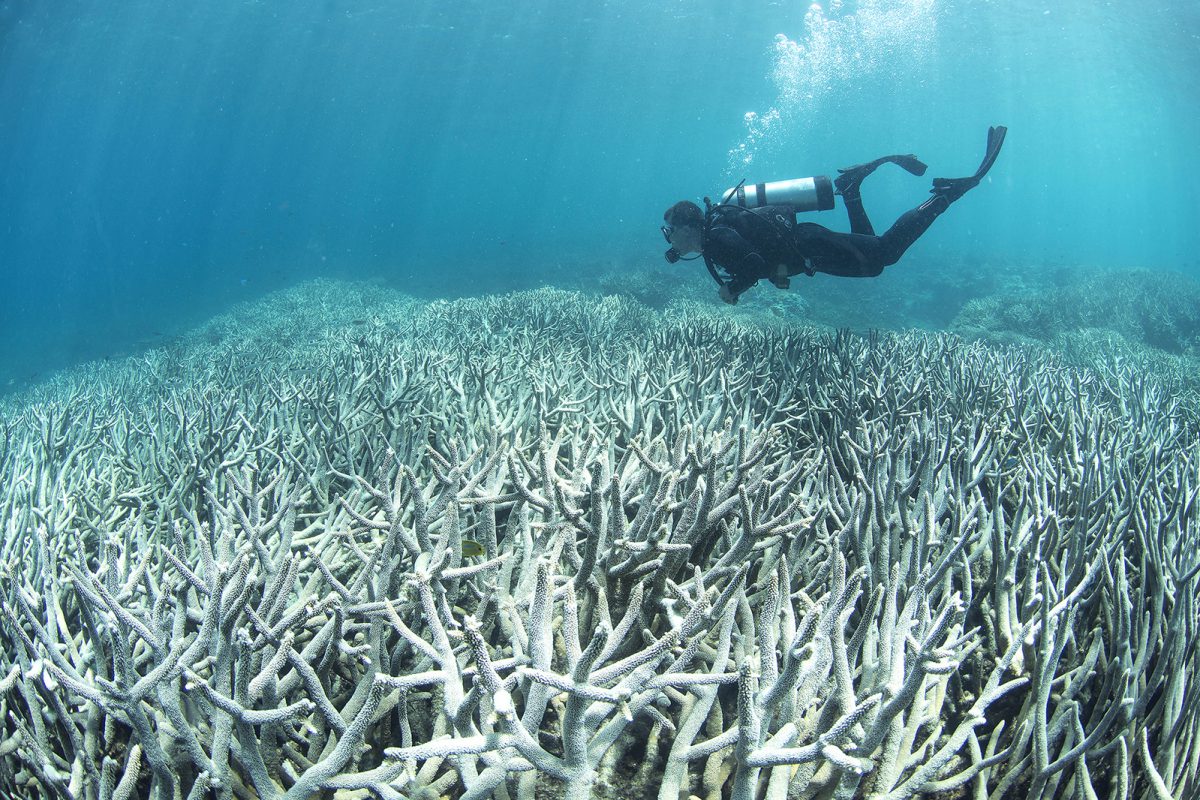 Study finds marine heatwaves are becoming more frequent and intense ...
