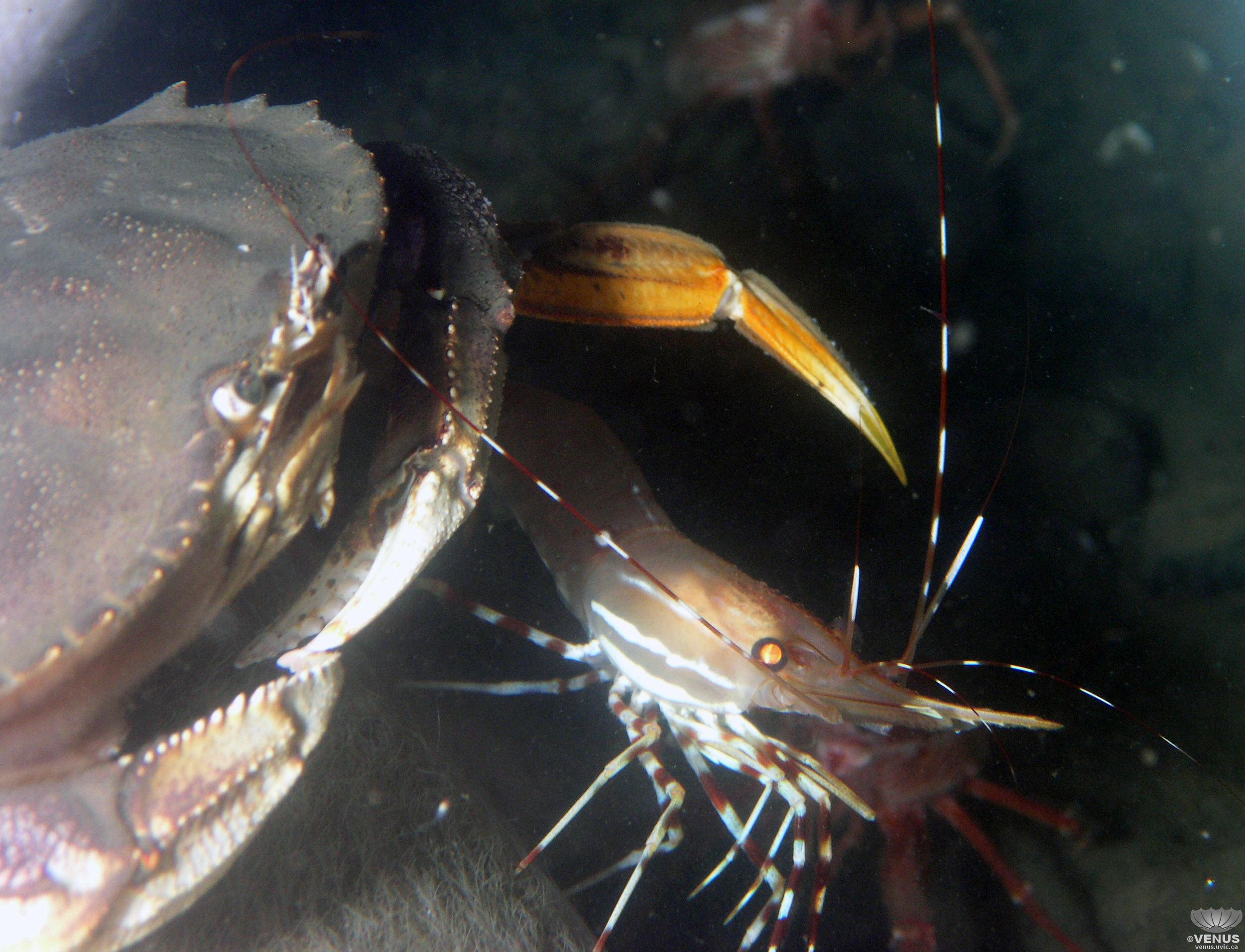 Weird and wonderful images from B.C.’s seafloor observatory | Canadian ...
