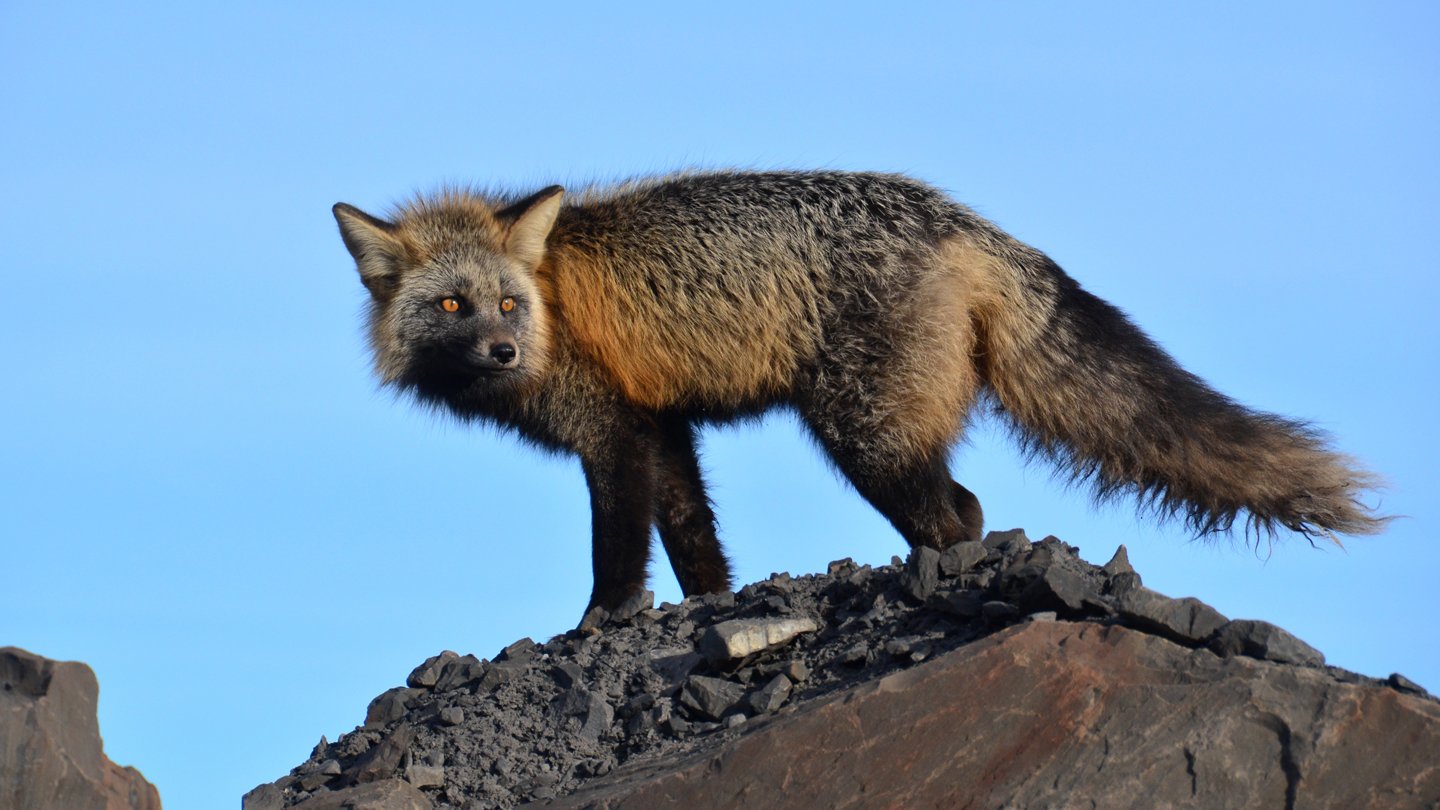 Fabulous photos to help you identify Canadian foxes | Canadian Geographic