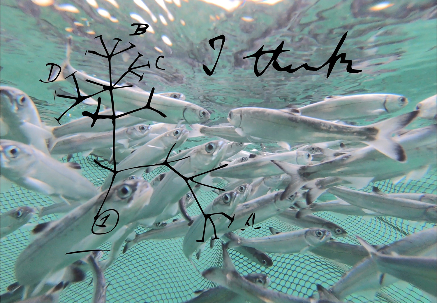 Tracking salmon viruses | Canadian Geographic