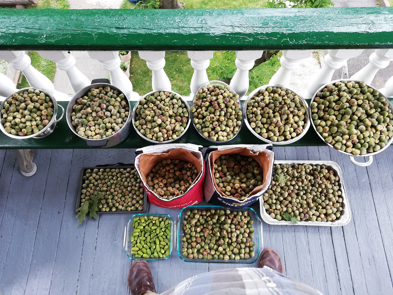 Planting local: In major shift, Toronto requires some developers to ...