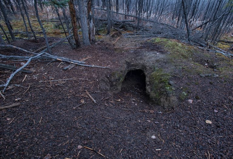 Q&A: Photographer Peter Mather on wolves, the wilderness and finding a ...