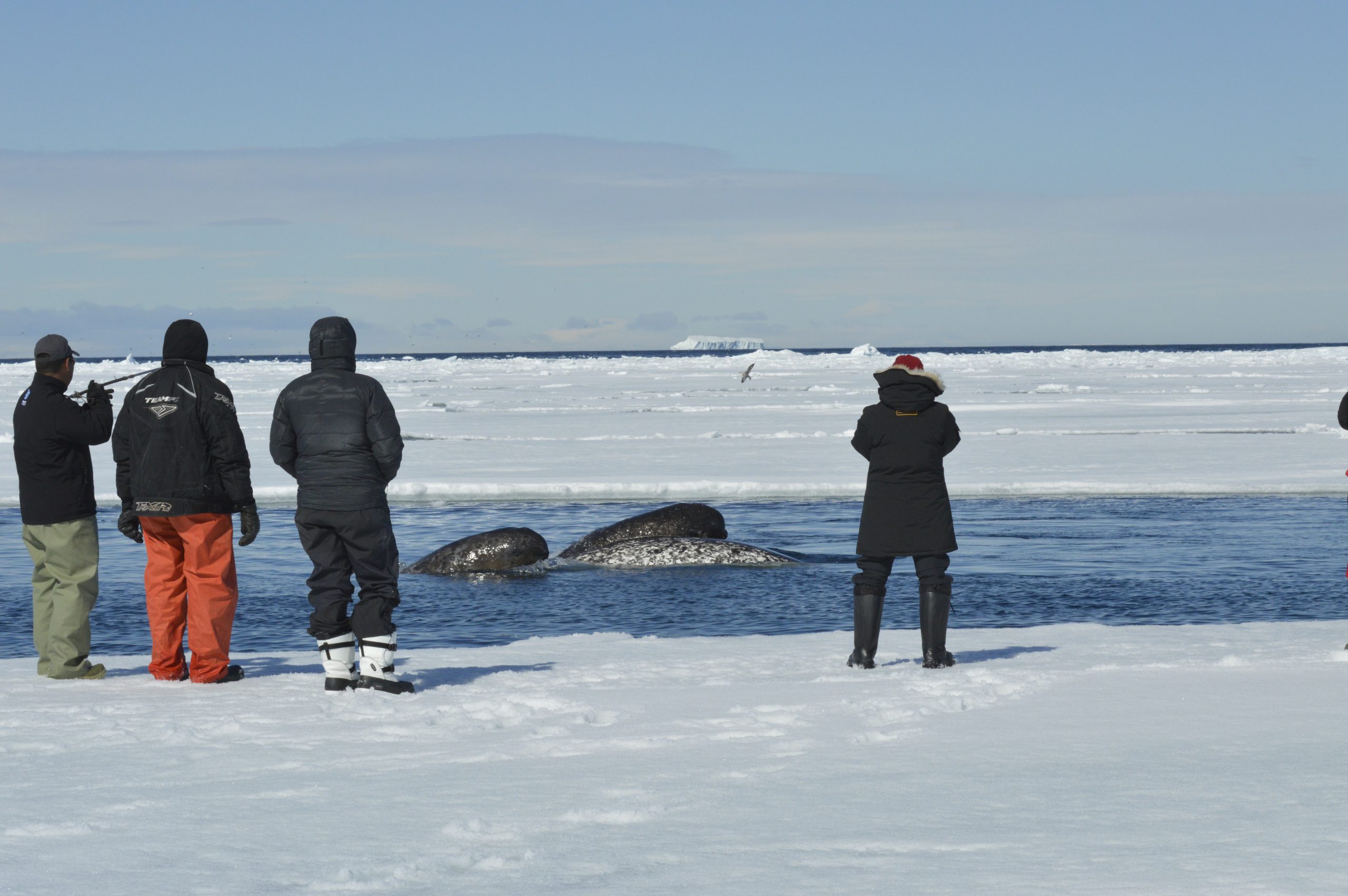 Life at the Arctic floe edge | Canadian Geographic