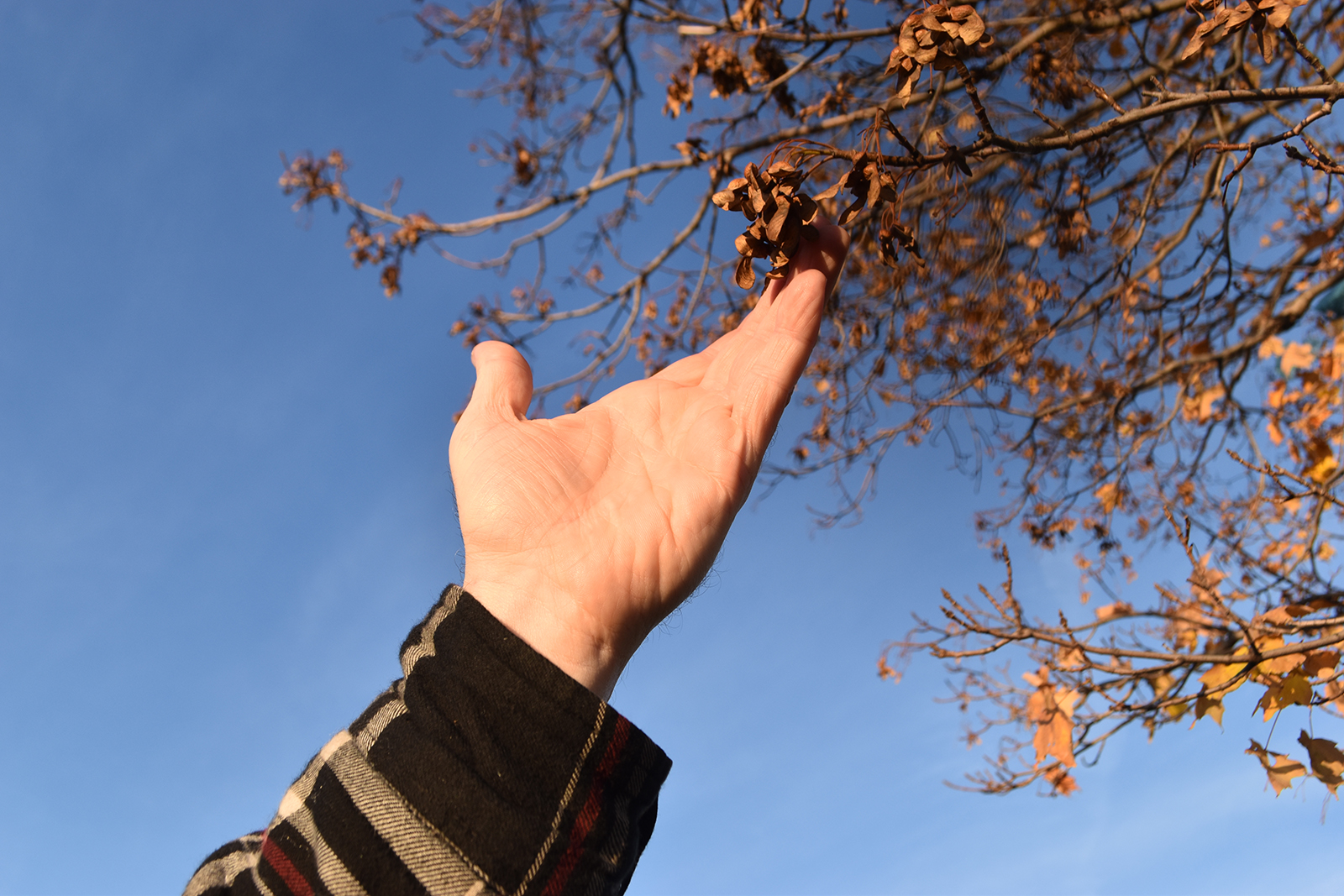 Planting local: In major shift, Toronto requires some developers to ...