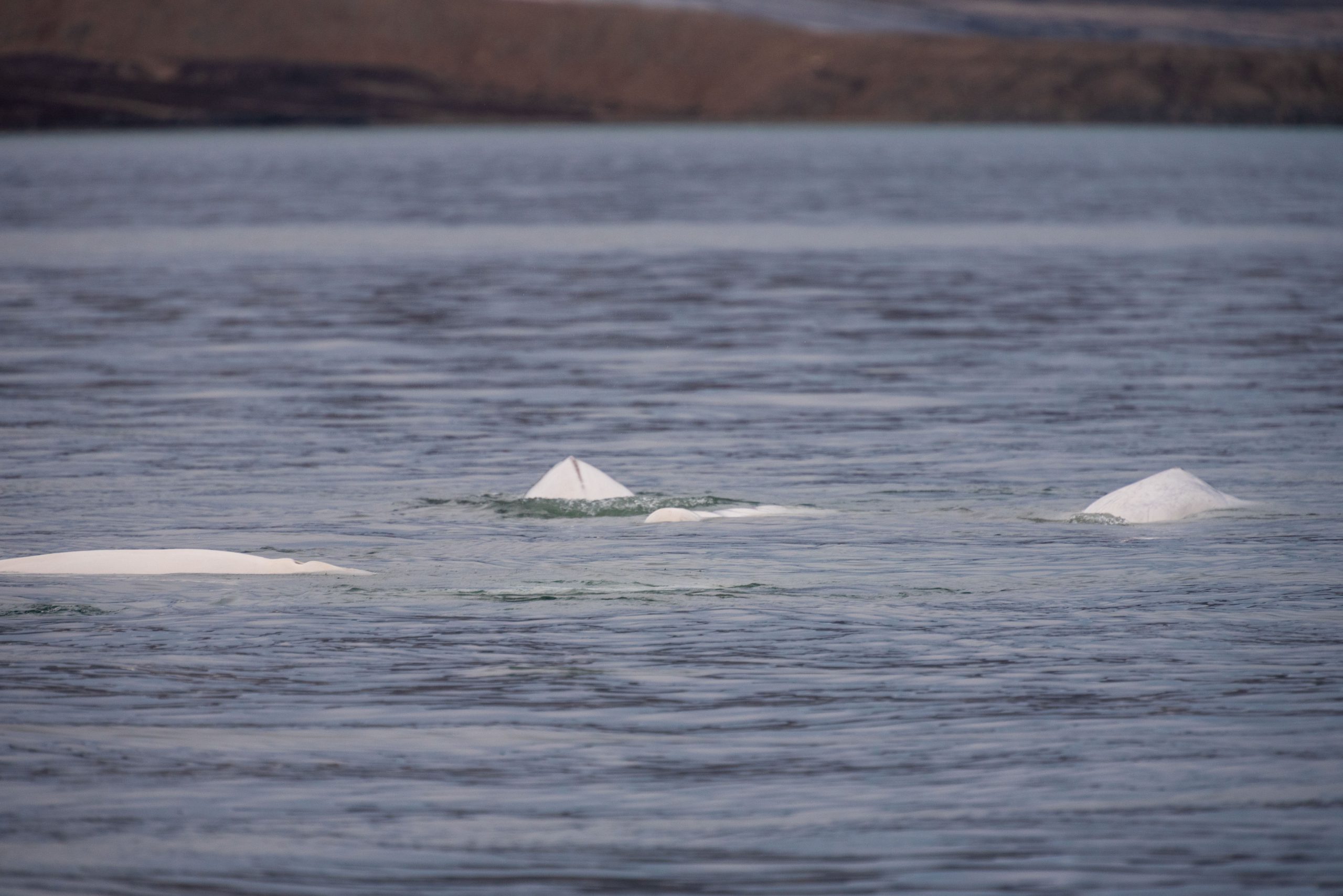 Hearts in the Ice: Biodiversity and our oceans | Canadian Geographic
