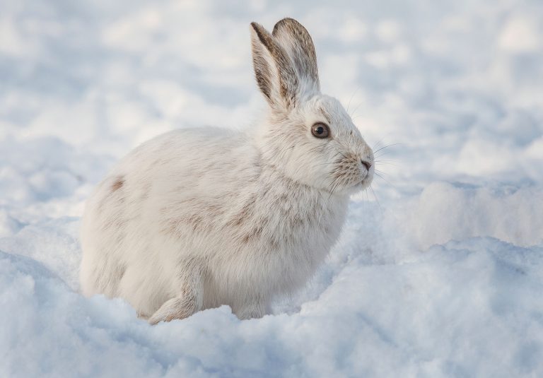 Wildlife Wednesday: orca, wolves, skates, hares and pronghorns ...
