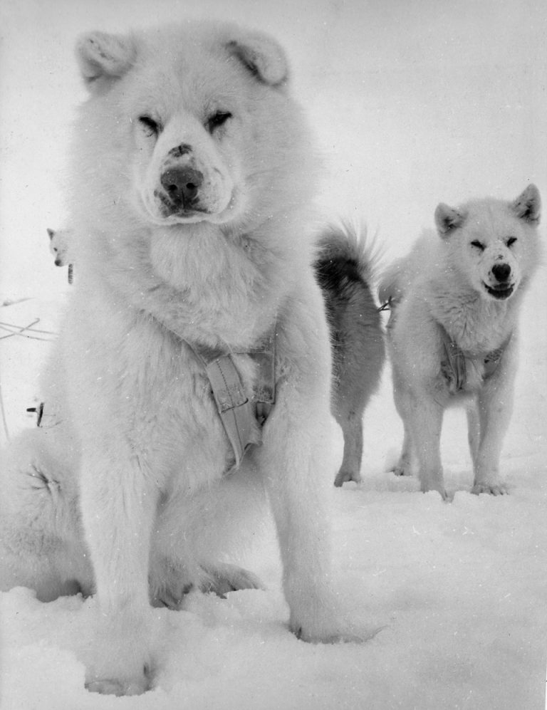 How the British Trans-Arctic Expedition made the first crossing of the ...