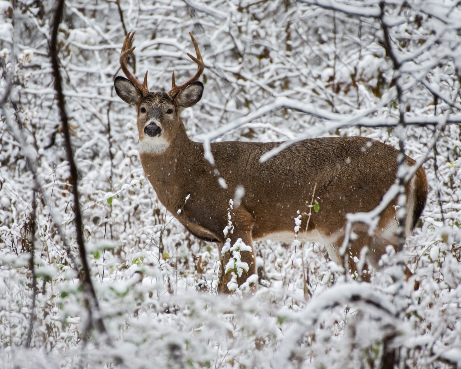 Your photos: Canada weathers the snows of winter | Canadian Geographic