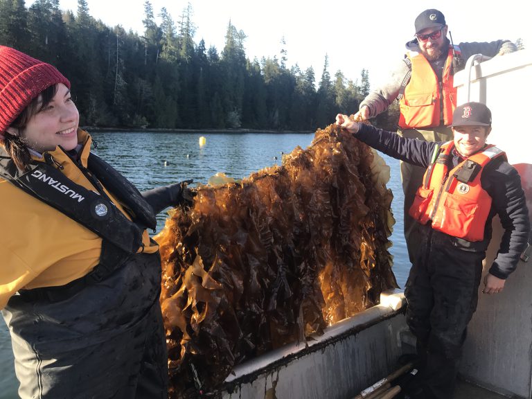 Kelp: The sustainable superfood coming soon to a plate near you ...