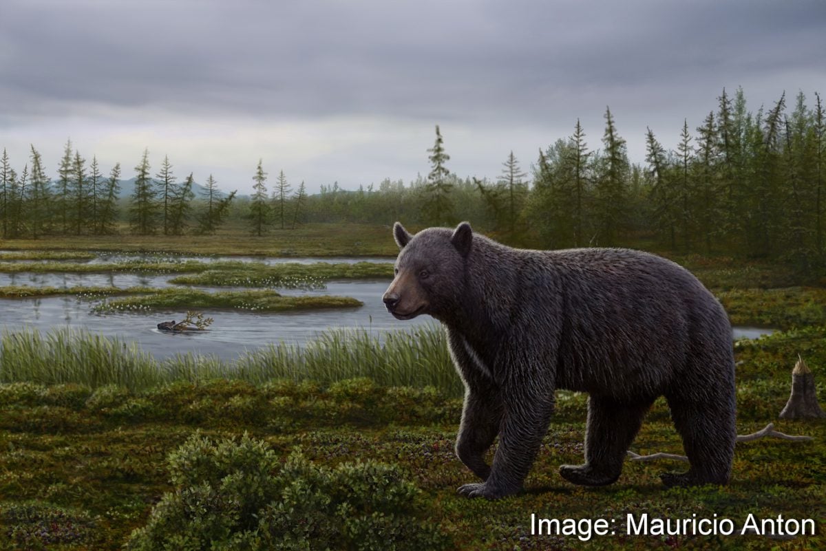 Ancient bear with bad teeth offers insight into modern bear ecology ...