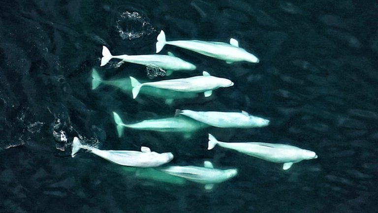 Beluga whistles and clicks could be silenced by an increasingly noisy ...