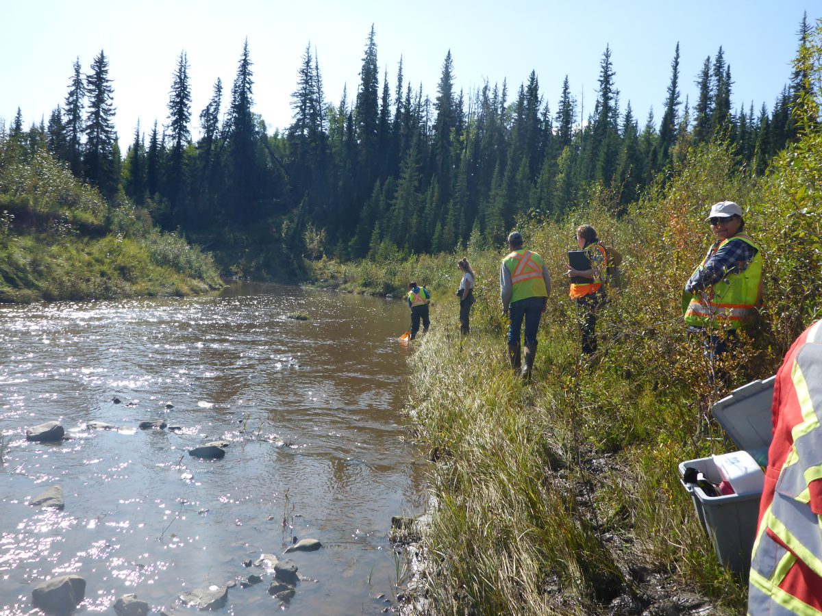 Healthy rivers: Communities use DNA tool to keep tabs on freshwater ...