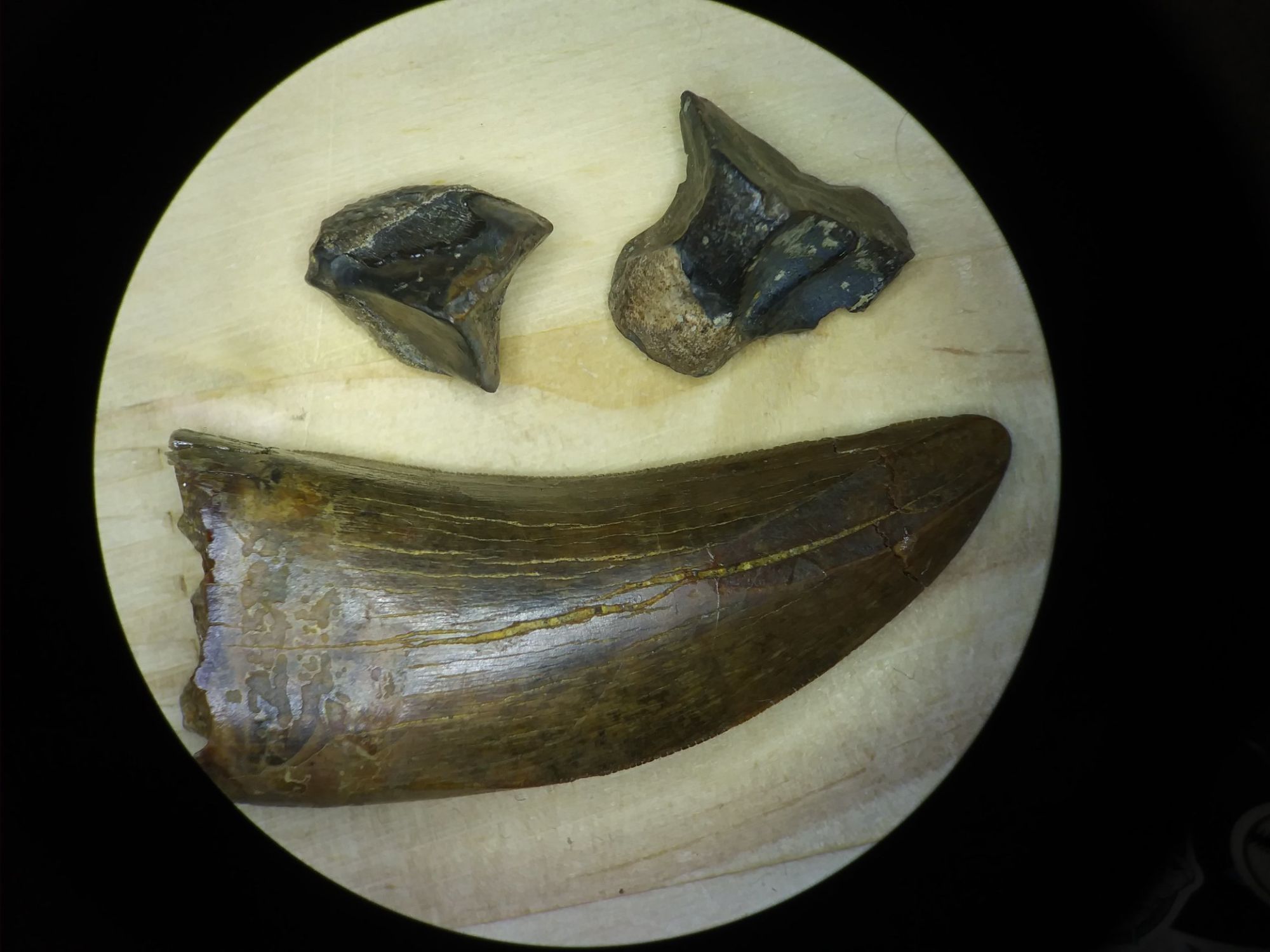 Analyzing ancient ecosystems using dinosaur teeth | Canadian Geographic