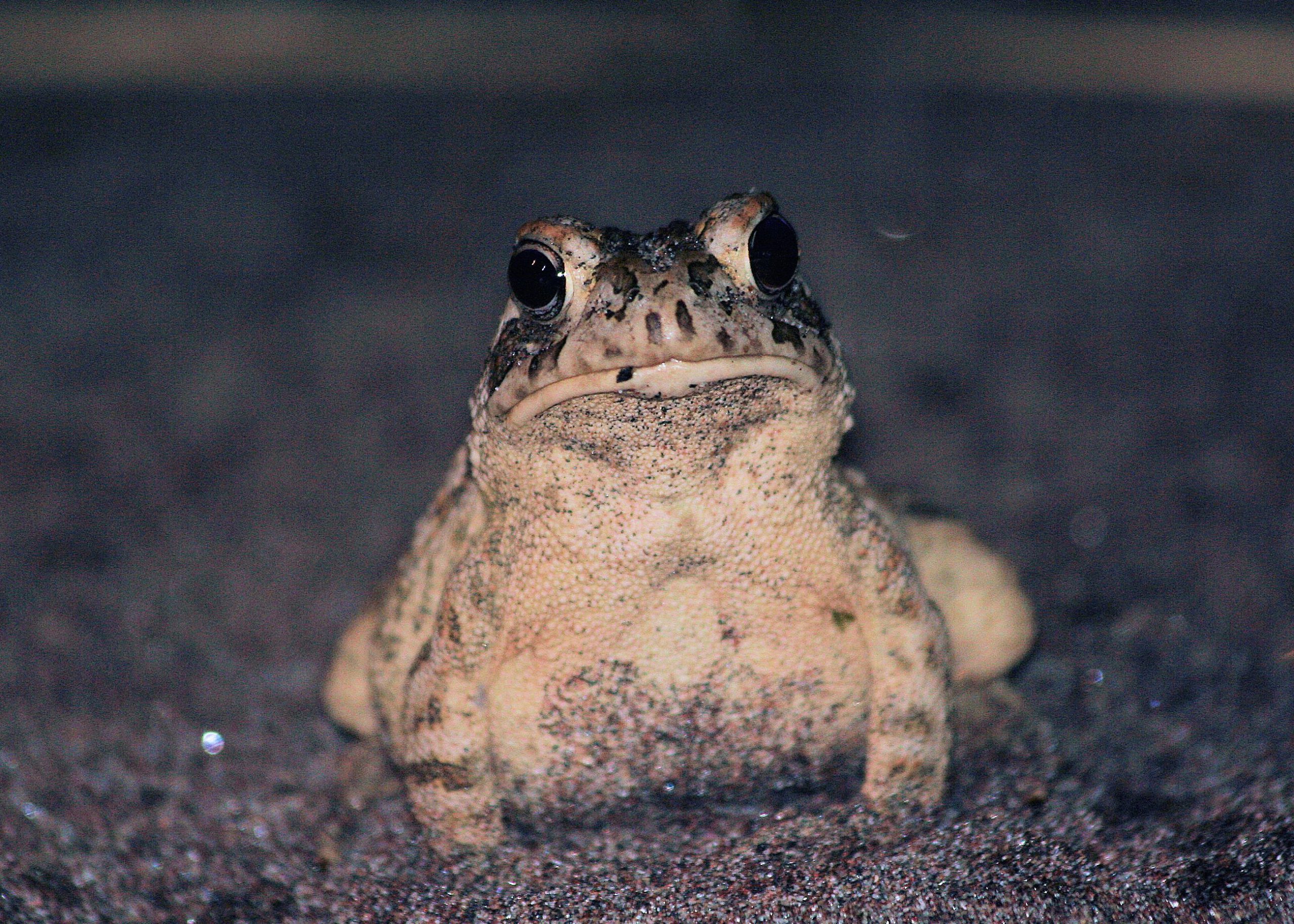 Hibernation habits of Ontario toad hold climate change clues | Canadian ...