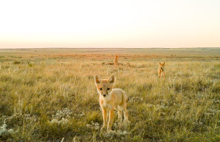 Swift foxes return to Alberta | Canadian Geographic