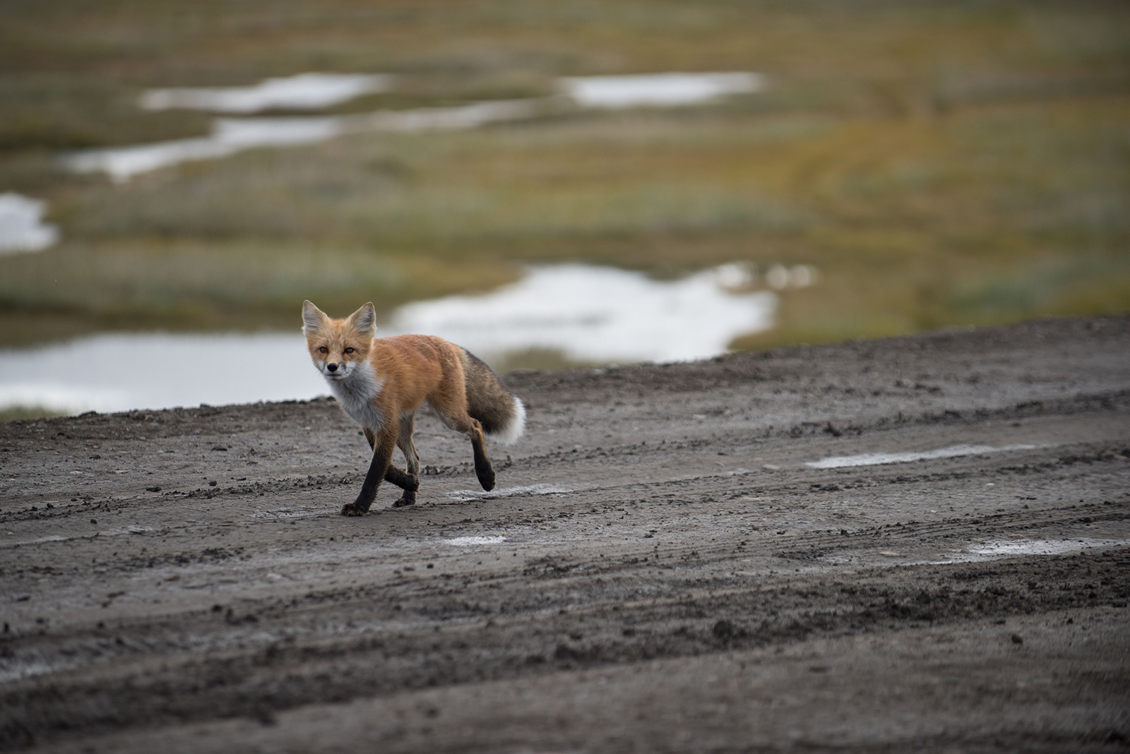 Driving to the land of the pingos | Canadian Geographic