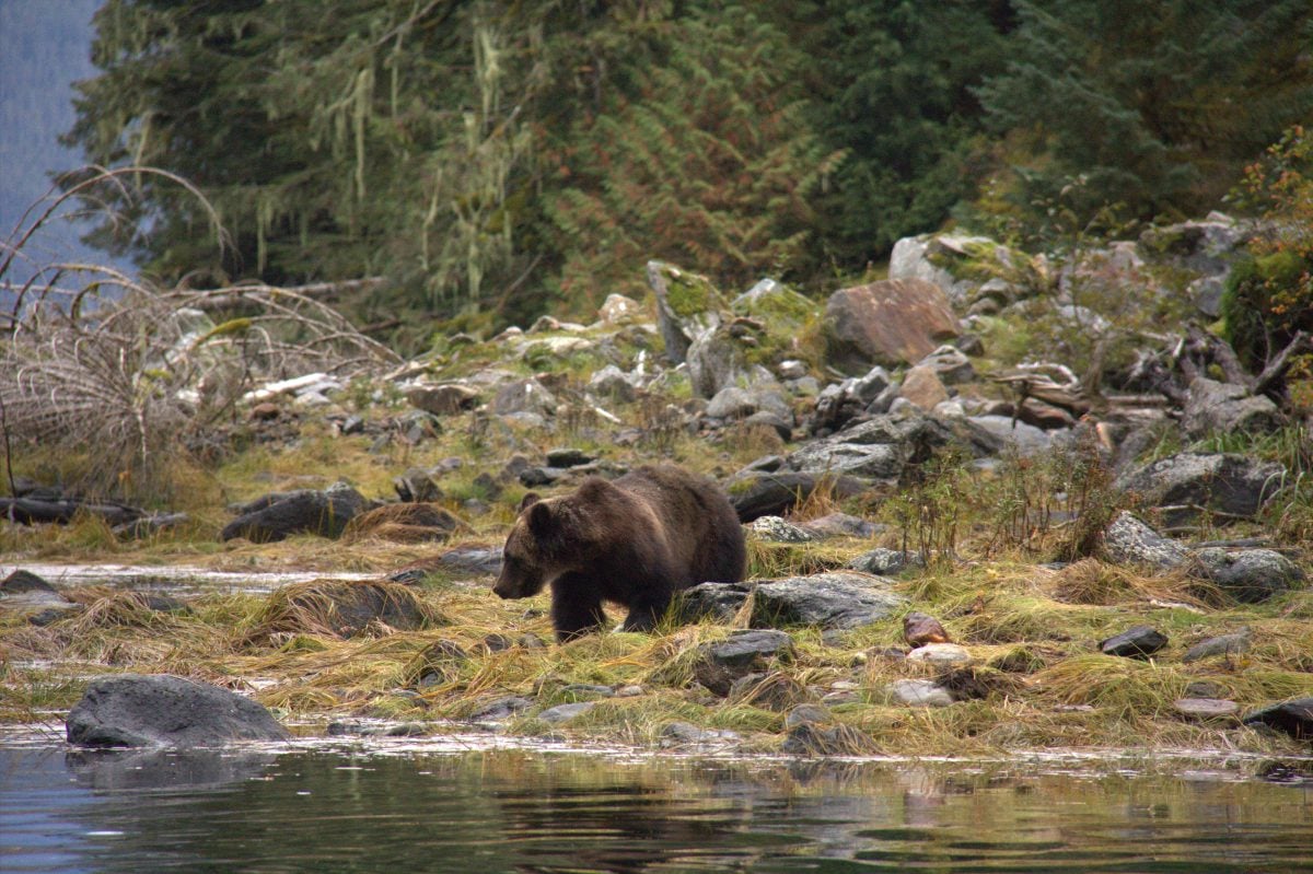 Most of Great Bear Rainforest now protected from logging | Canadian ...