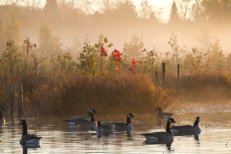 Seven important things to know about wetlands | Canadian Geographic