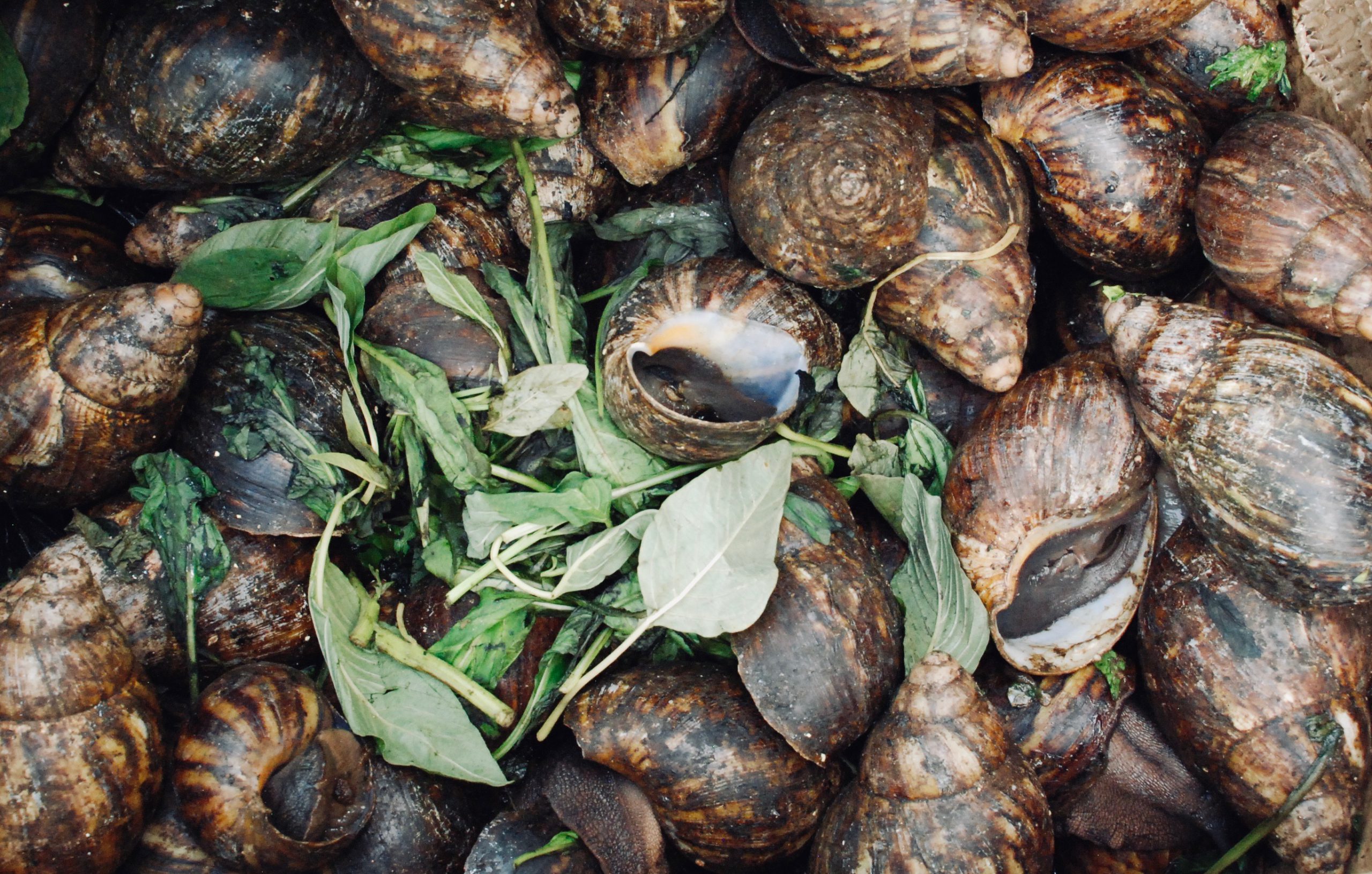 Reclaiming our relationship with wild foods | Canadian Geographic