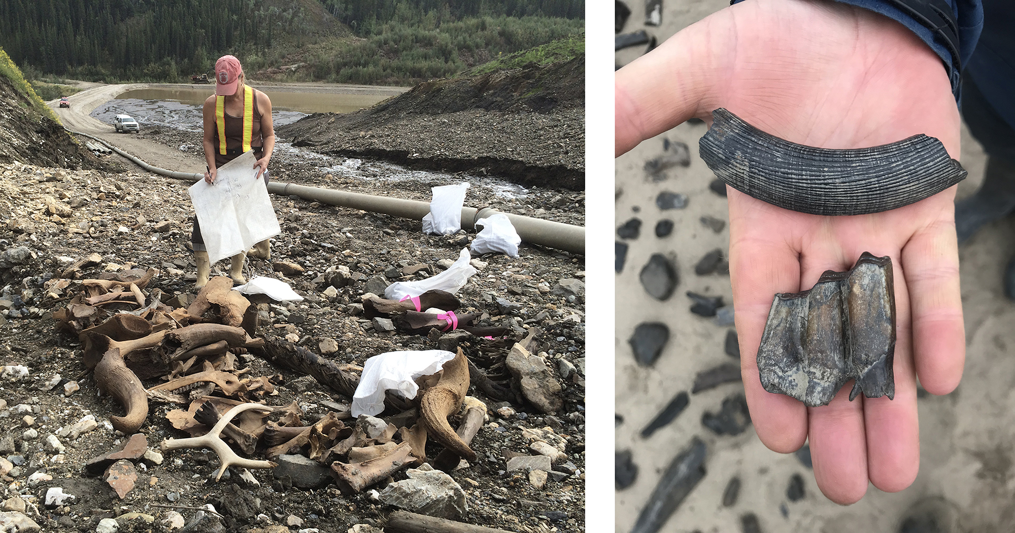 Unearthing clues to the mystery of the great Pleistocene extinction in ...