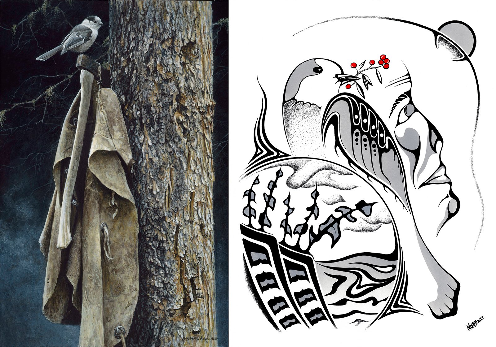 Meet our national bird: the gray jay | Canadian Geographic