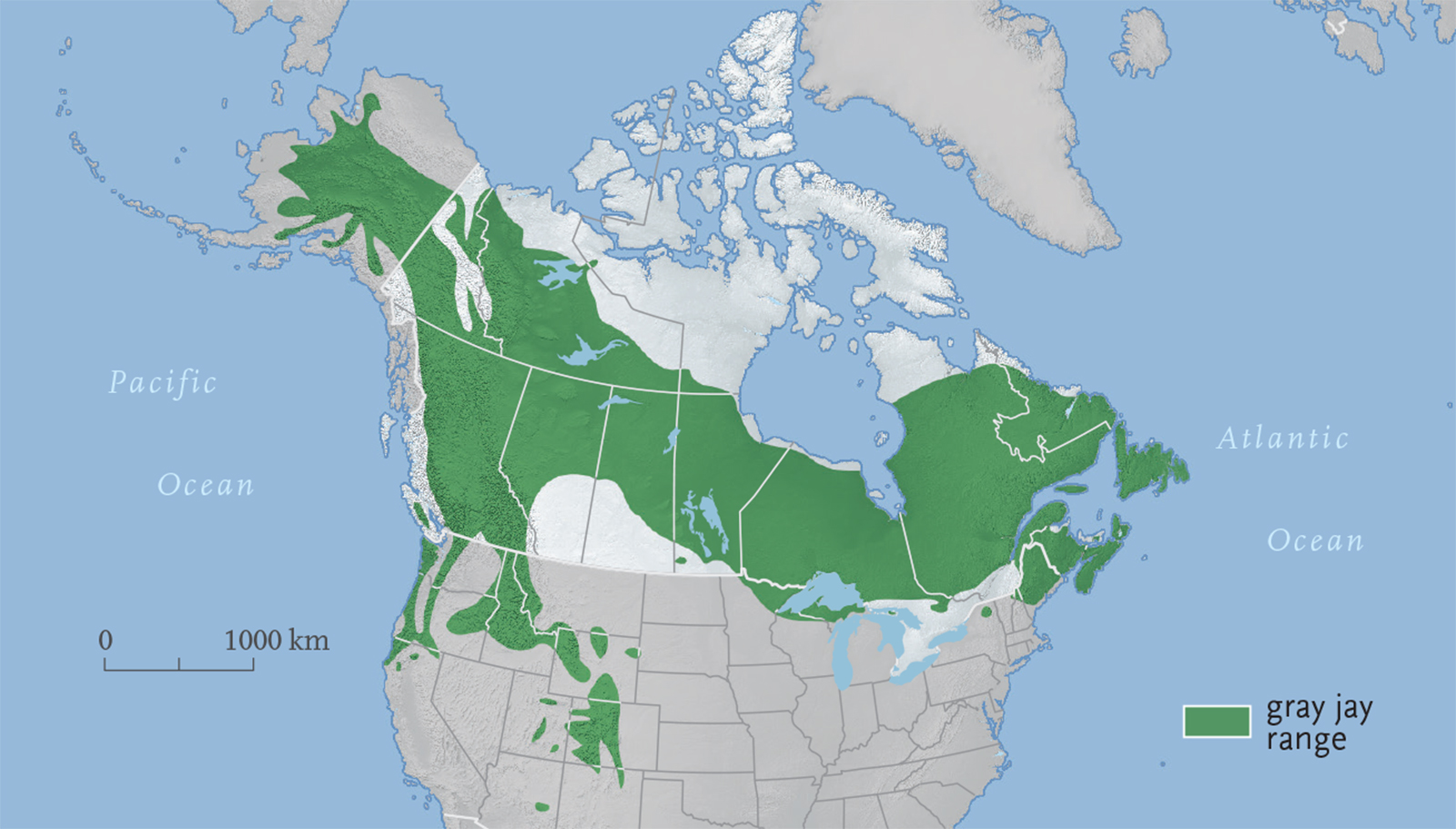 Meet our national bird: the gray jay | Canadian Geographic