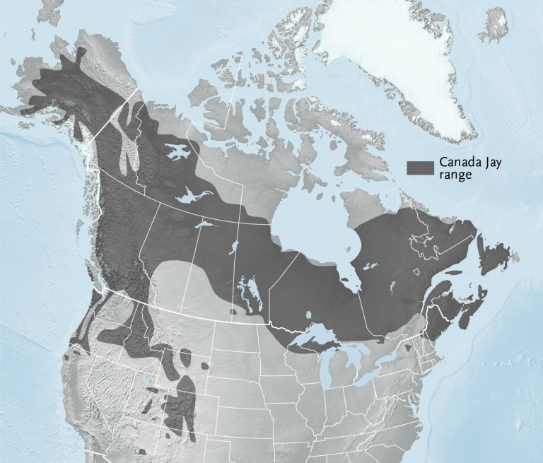 Oh Canada jay! The story behind an icon-in-the-making | Canadian Geographic