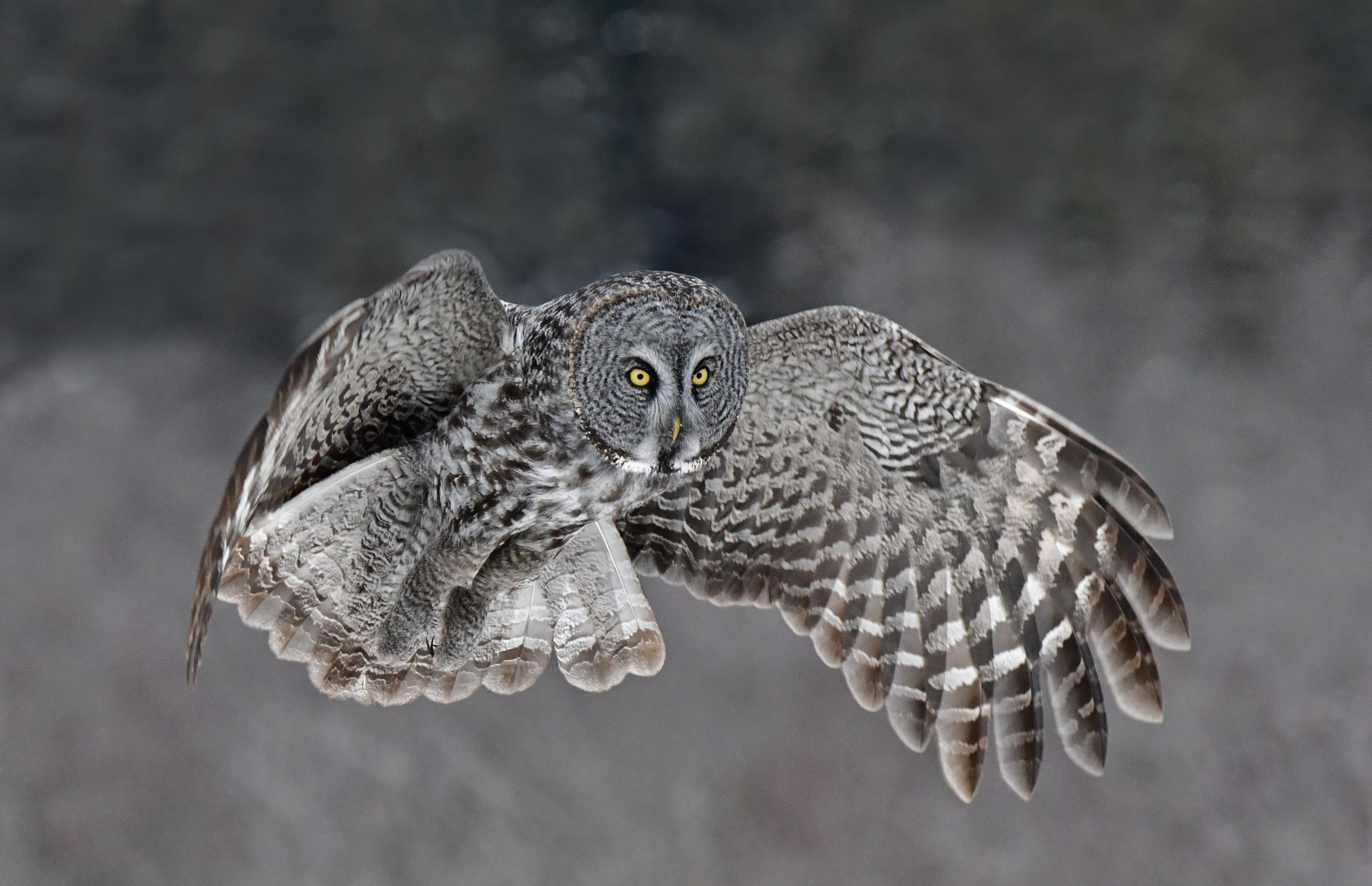 Embracing winter through birding | Canadian Geographic