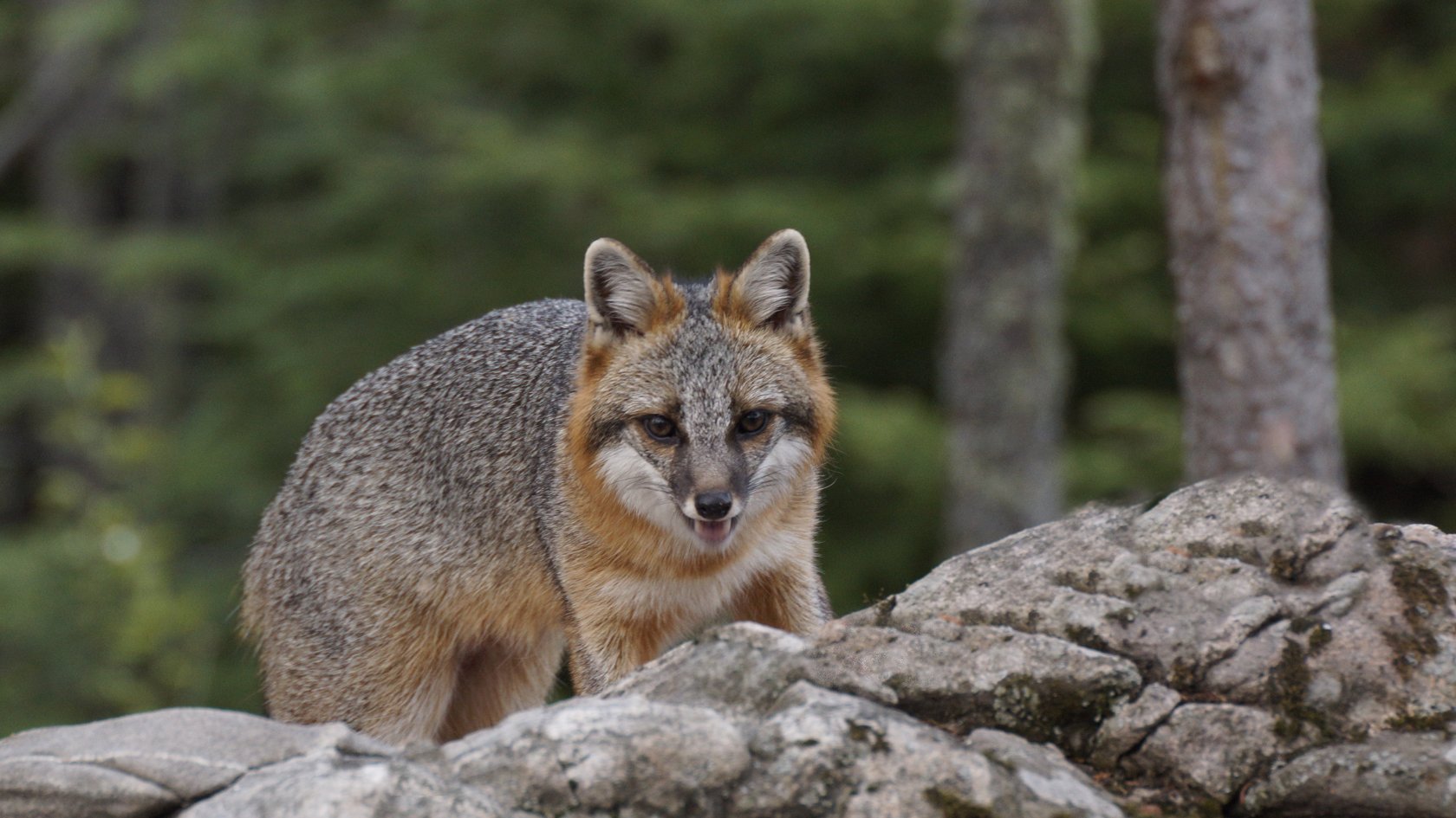 Fabulous photos to help you identify Canadian foxes | Canadian Geographic
