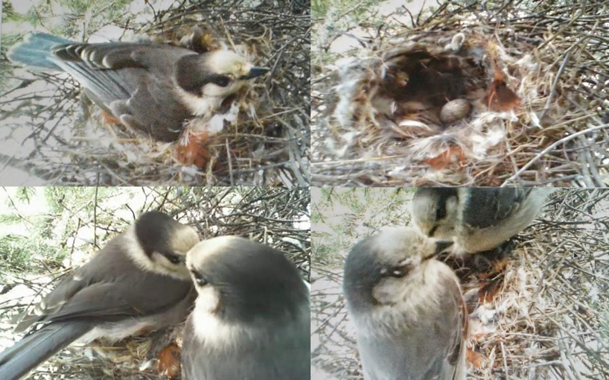 Alberta livestream offers rare glimpse into a grey jay’s nest ...