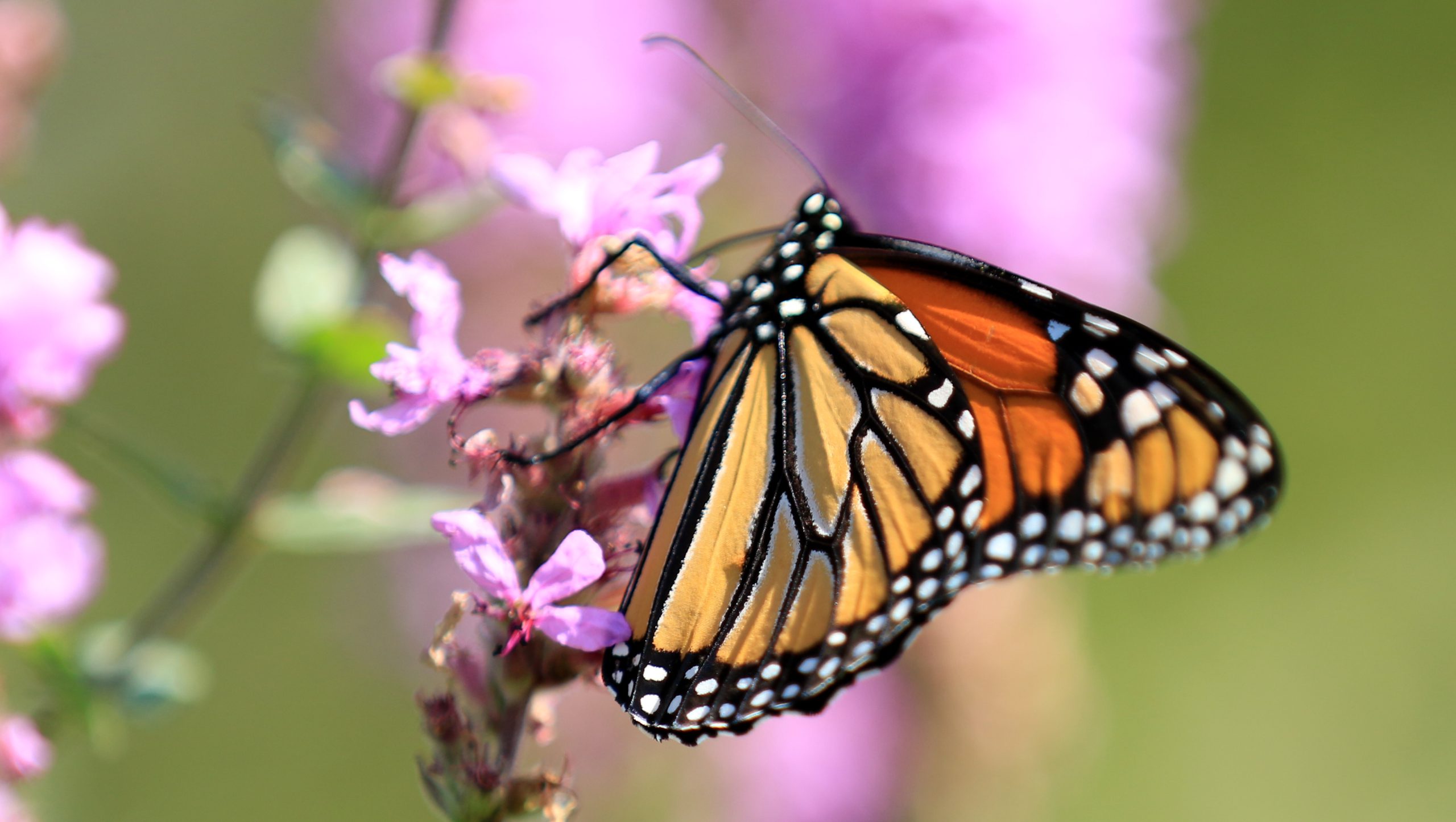 10 photos of monarch butterflies from the Can Geo Photo Club | Canadian ...