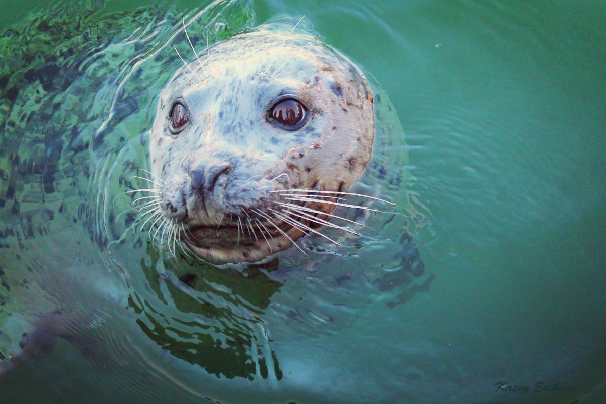Wildlife return to Victoria harbour following major cleanup | Canadian ...