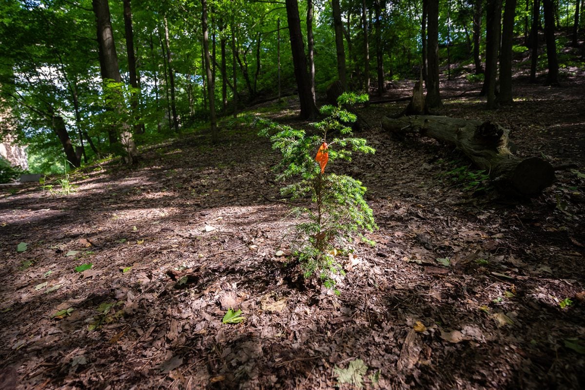 Planting local: In major shift, Toronto requires some developers to ...