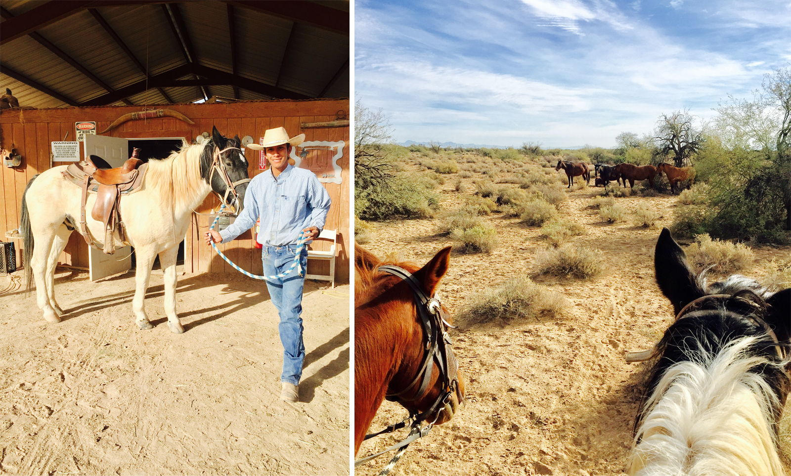 In search of wild horses in the Sonoran Desert | Canadian Geographic