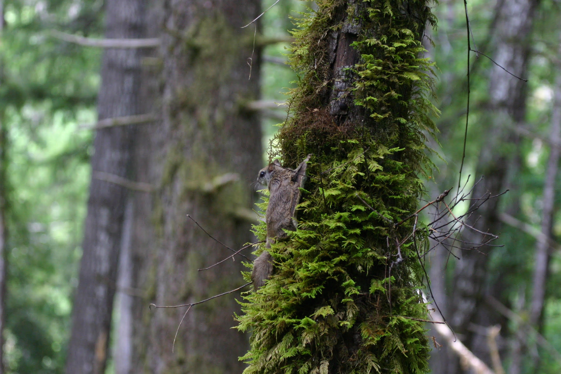 New species of flying squirrel found in Pacific Northwest | Canadian ...