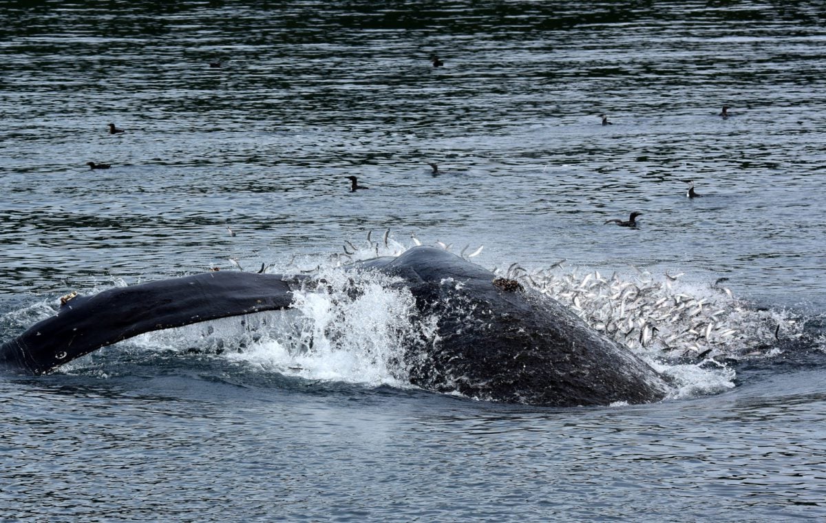 Small but important fish species in trouble in parts of Canada: report ...
