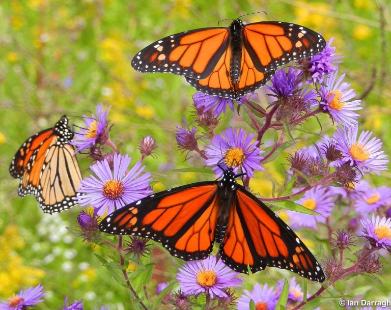 10 photos of monarch butterflies from the Can Geo Photo Club | Canadian ...