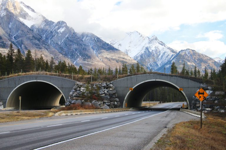 As Banff’s famed wildlife overpasses turn 20, the world looks to Canada ...