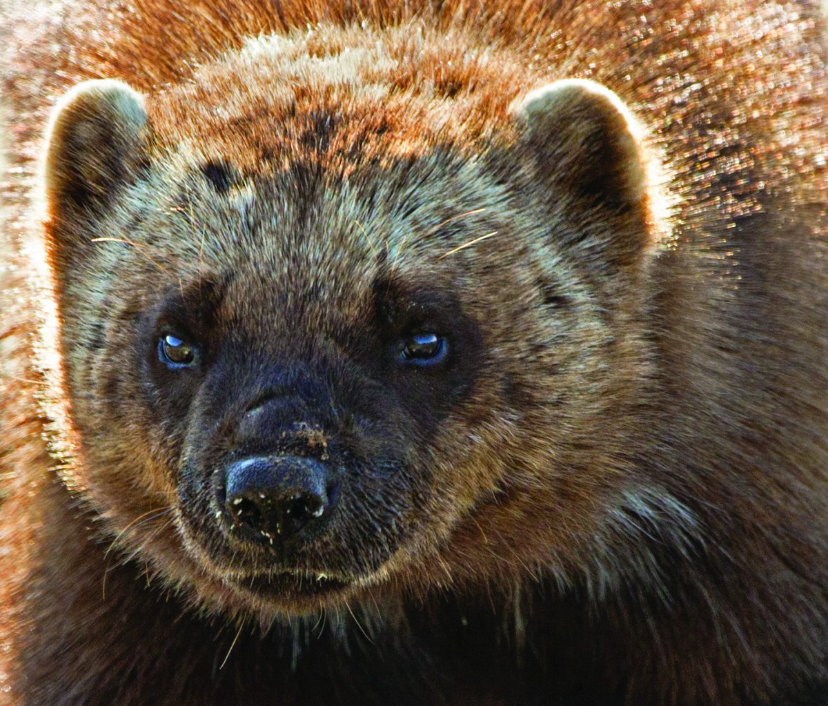 How highways are hurting the wolverine’s genetic diversity | Canadian ...
