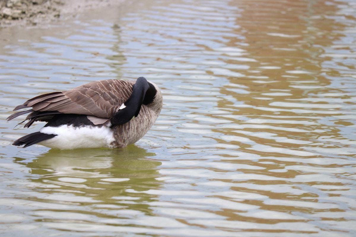 Remembering ‘Wild Goose’ Jack Miner | Canadian Geographic