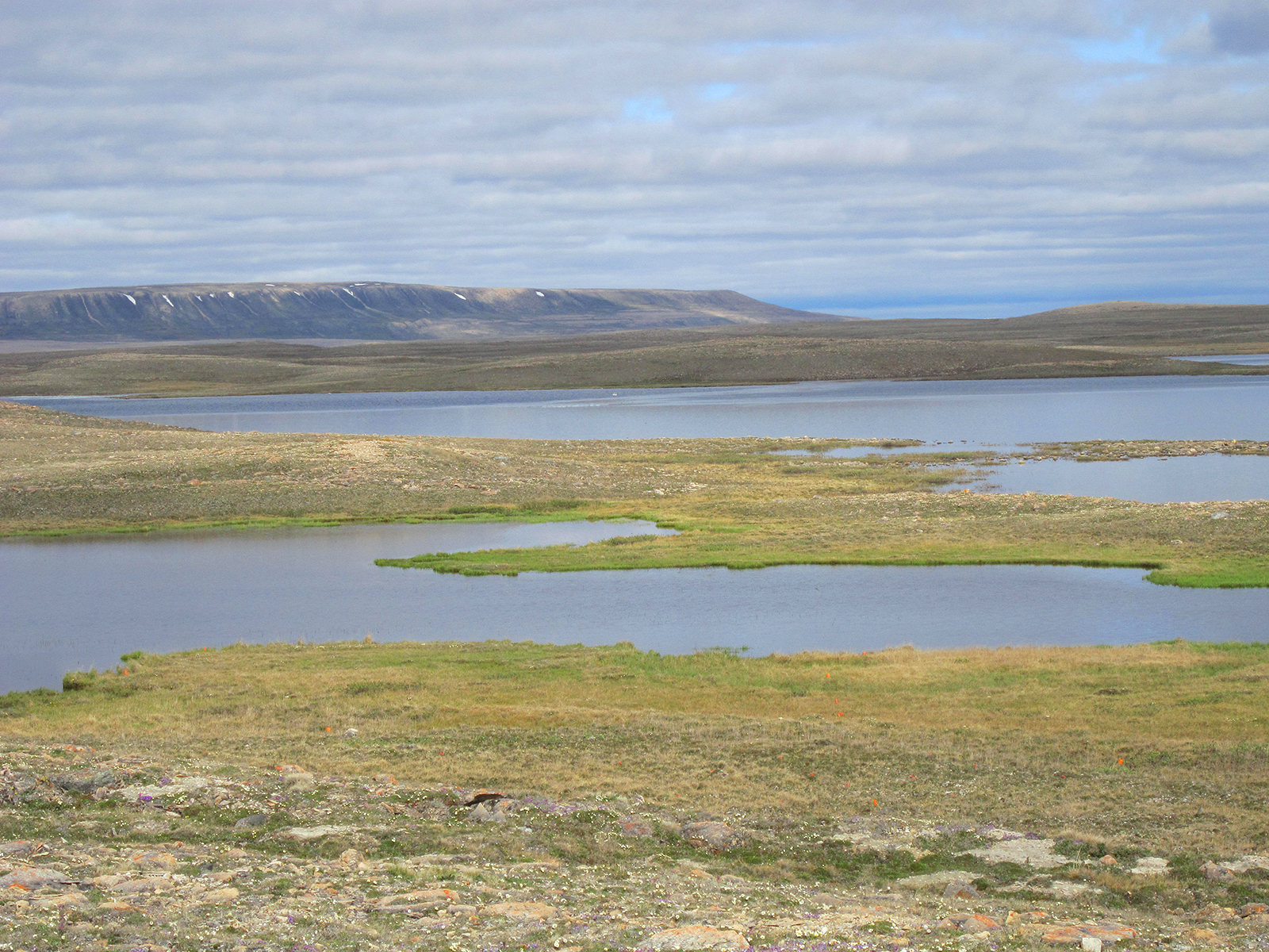 What insects are teaching us about the Arctic | Canadian Geographic